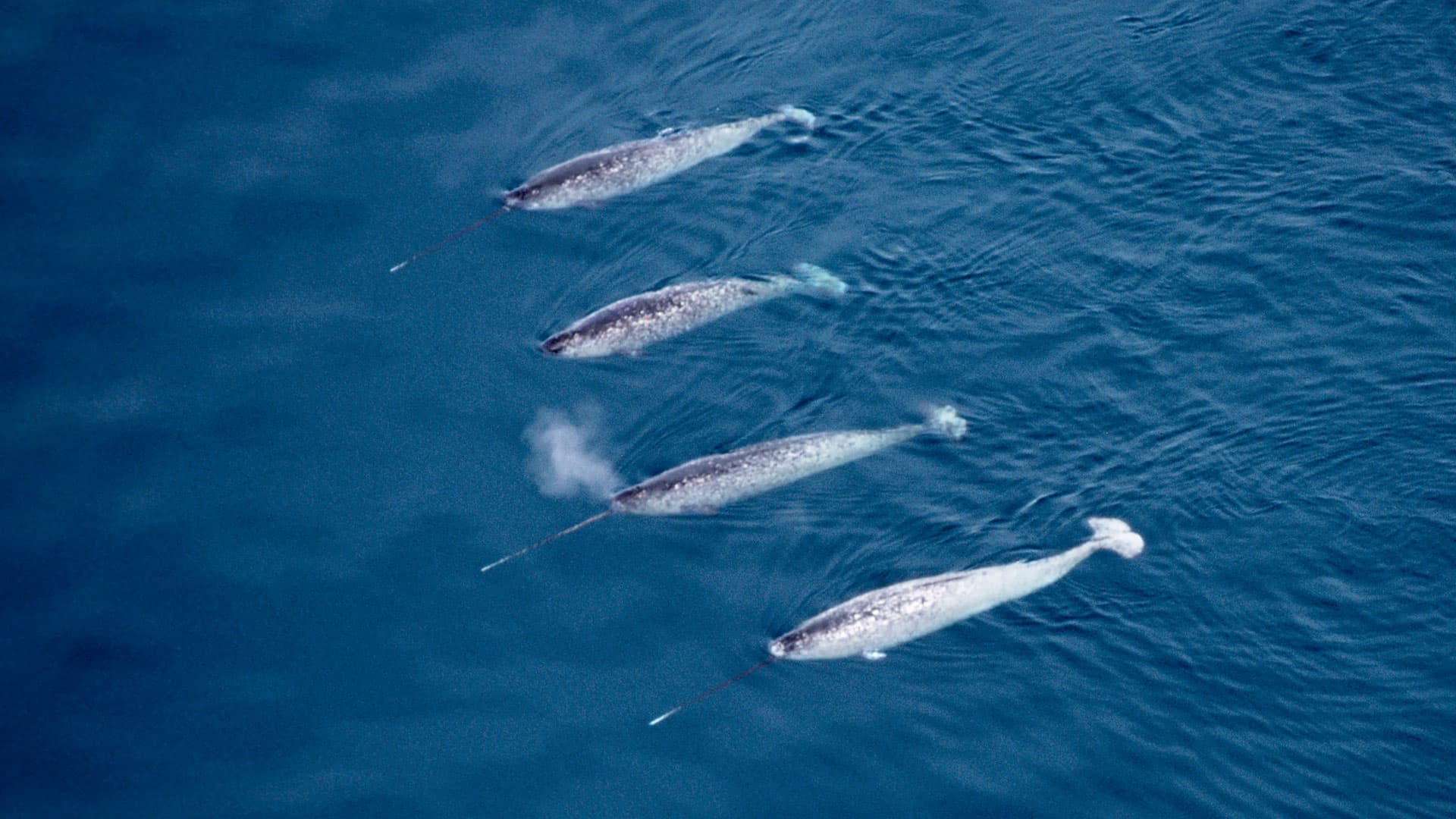 Arctic blue corridors - WWF Arctic