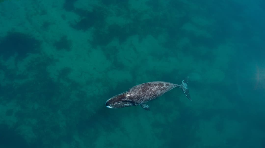 Bowhead whale - WWF Arctic