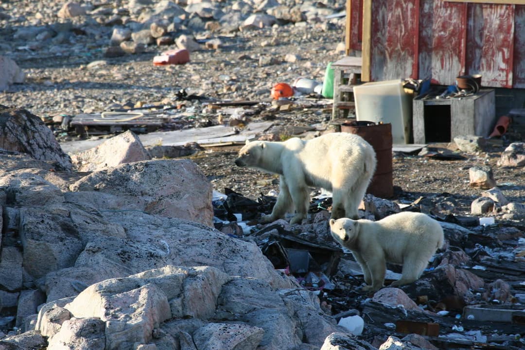 Polar bears living closer to Arctic communities - WWF Arctic