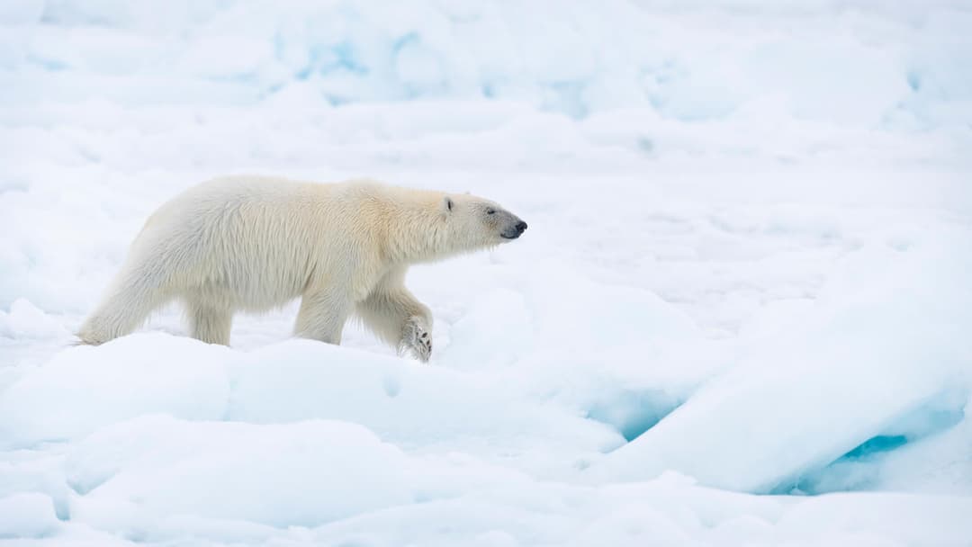 WWF Living Planet Report 2024: A Planet in Crisis - WWF Arctic