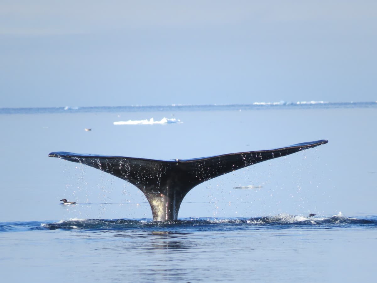 What’s next for the Mary River Mine? - WWF Arctic