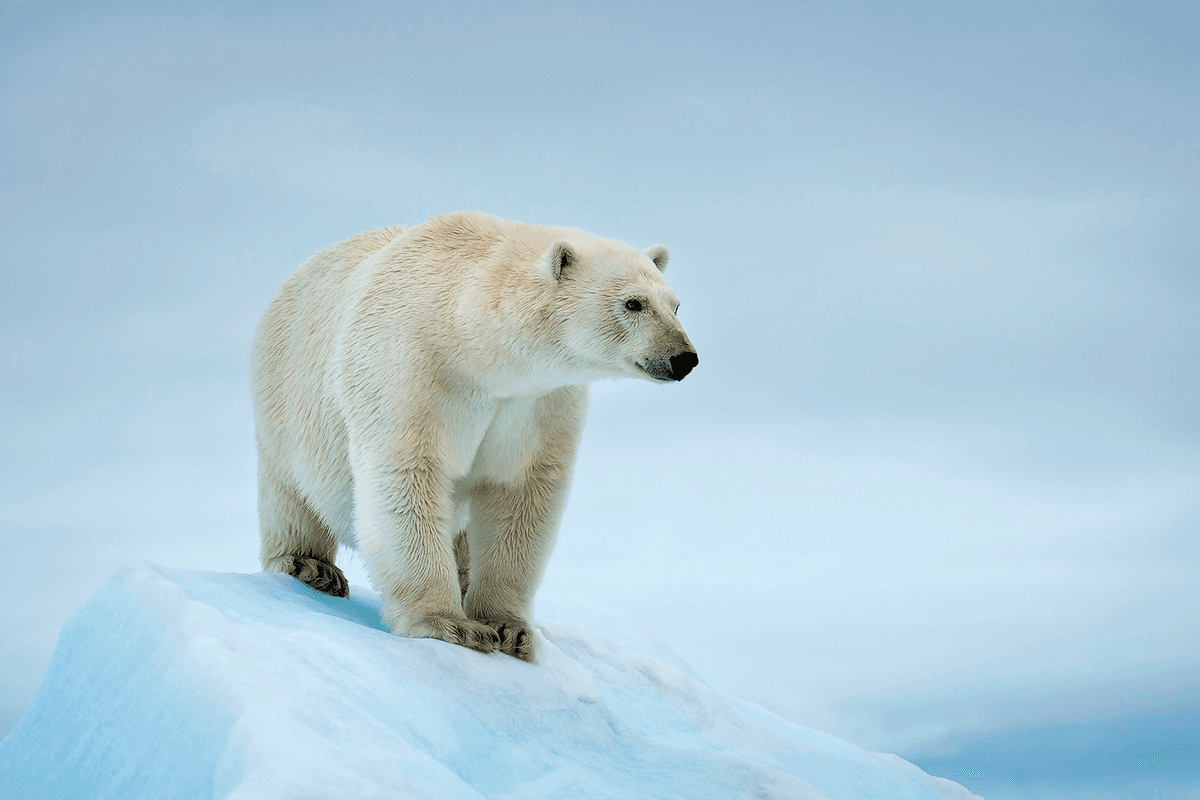 Stepping up cooperation and climate action to protect polar bears - WWF ...