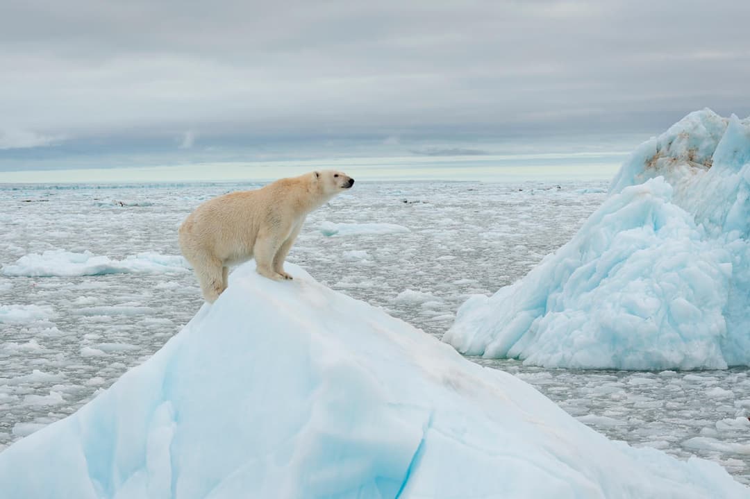 Svalbard’s polar bears are doing just fine—for now - WWF Arctic