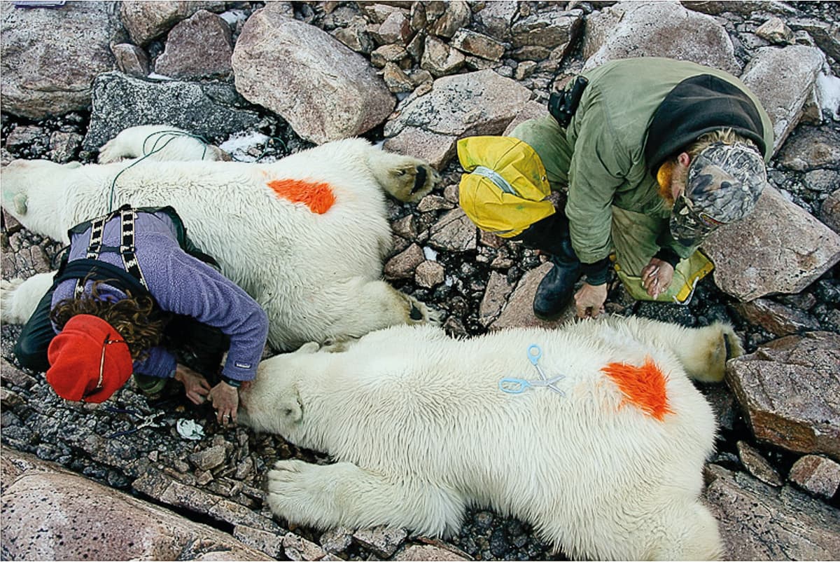 Svalbard’s polar bears are doing just fine—for now - WWF Arctic