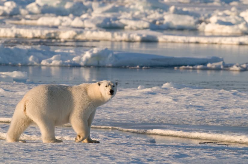 50 years of multilateral polar bear conservation: what’s to celebrate ...
