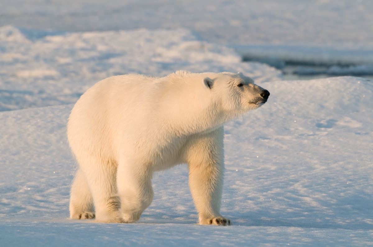 Polar bear | Behaviours - WWF Arctic