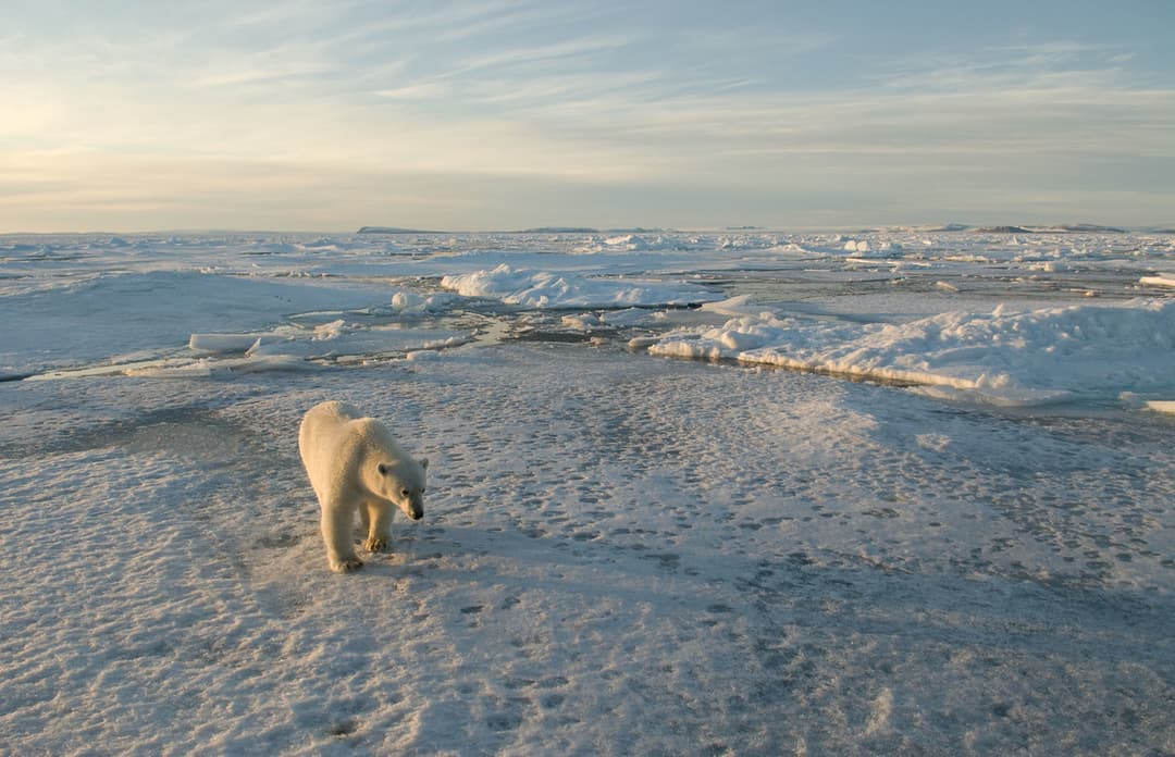 Polar bear | Behaviours - WWF Arctic