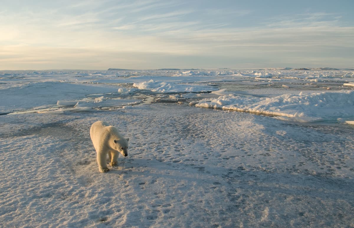 Polar bear | Habitat - WWF Arctic