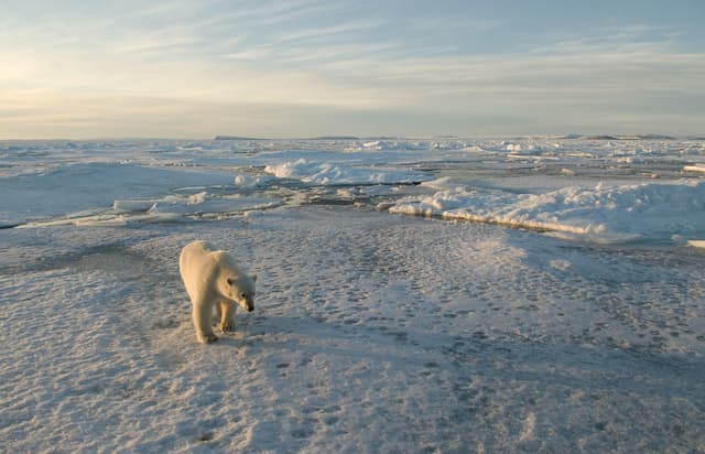 Polar bear | Habitat - WWF Arctic