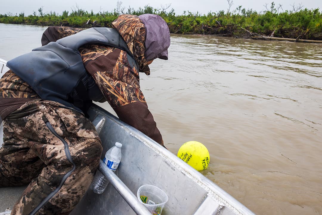 Listening for belugas in Alaska’s Yukon River - WWF Arctic
