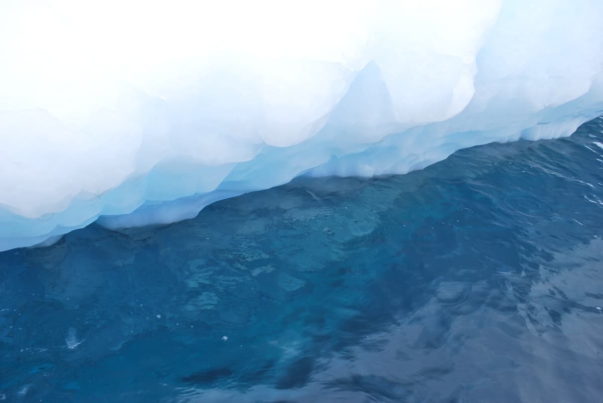 Beluga whale | Habitat and migration - WWF Arctic