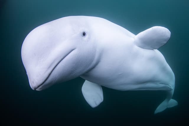 Beluga whale | Behaviours - WWF Arctic