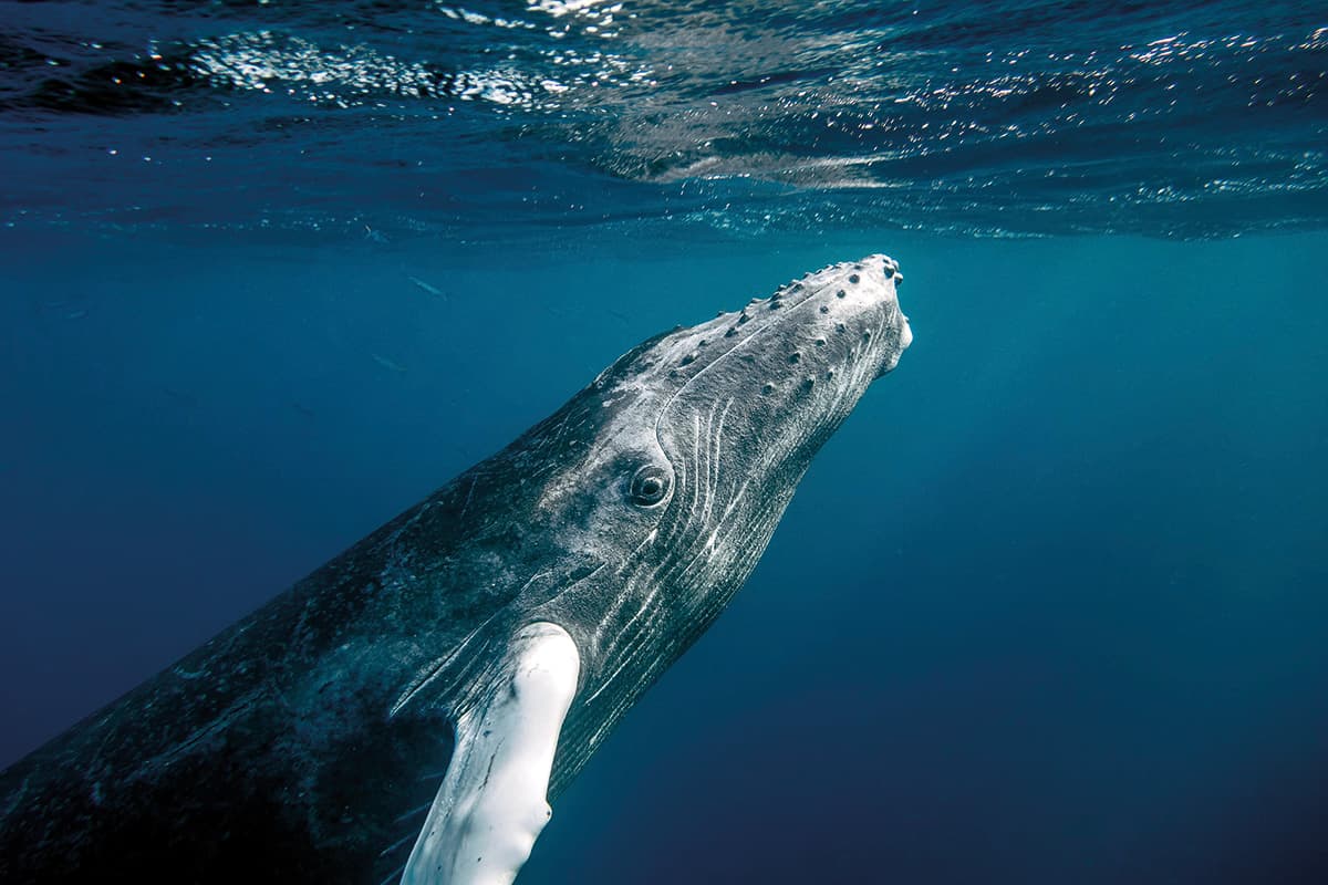 Getting to know the Arctic’s whales - WWF Arctic