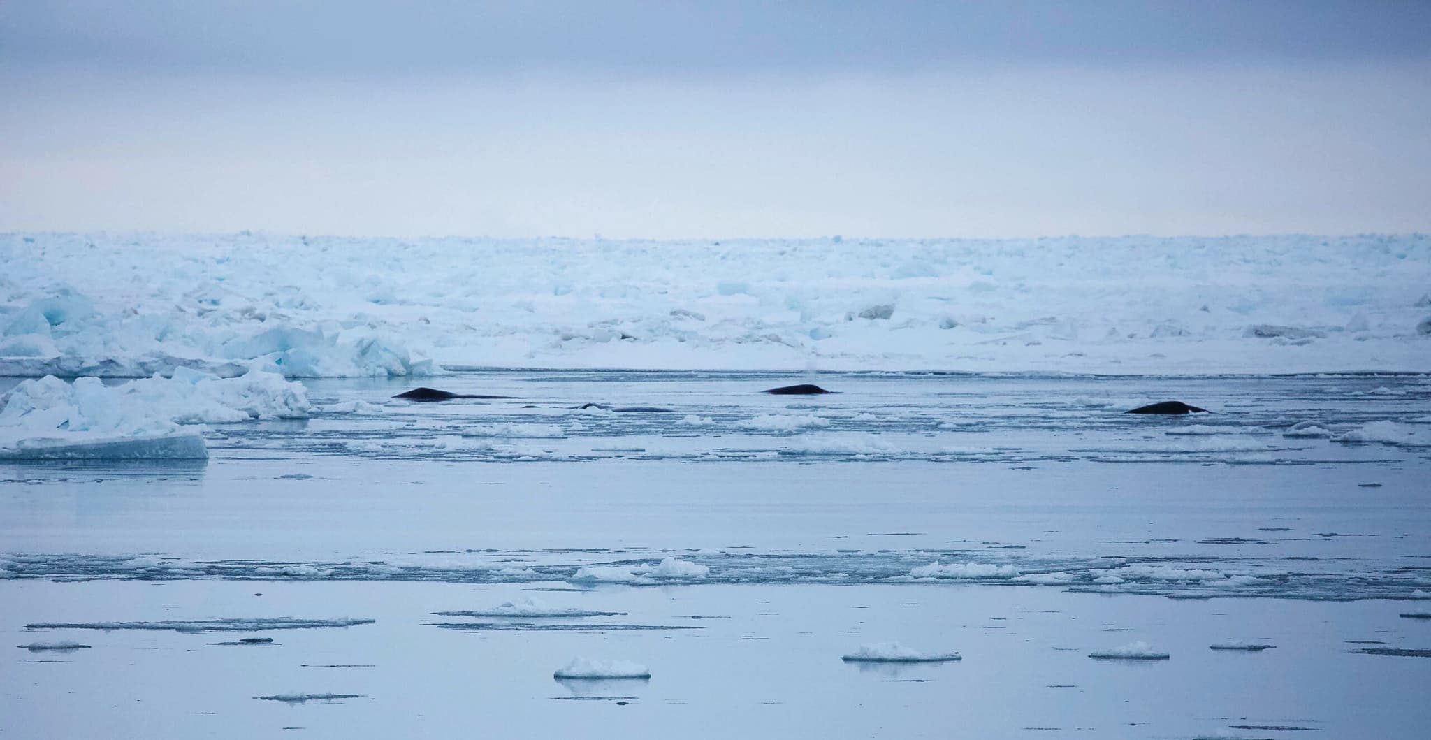 Bowhead whale | Behaviours - WWF Arctic