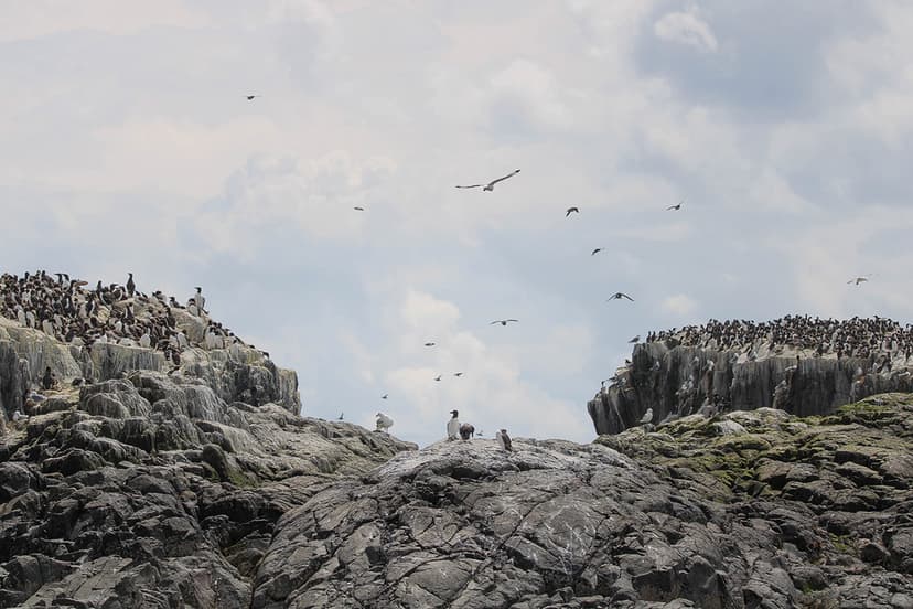 An invisible threat to Arctic birds - WWF Arctic