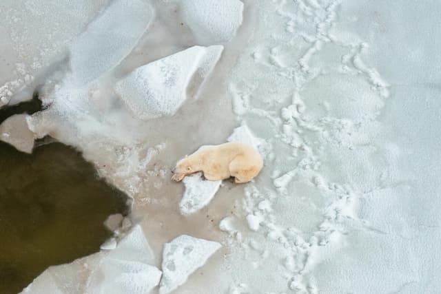 Polar bear | Behaviours - WWF Arctic